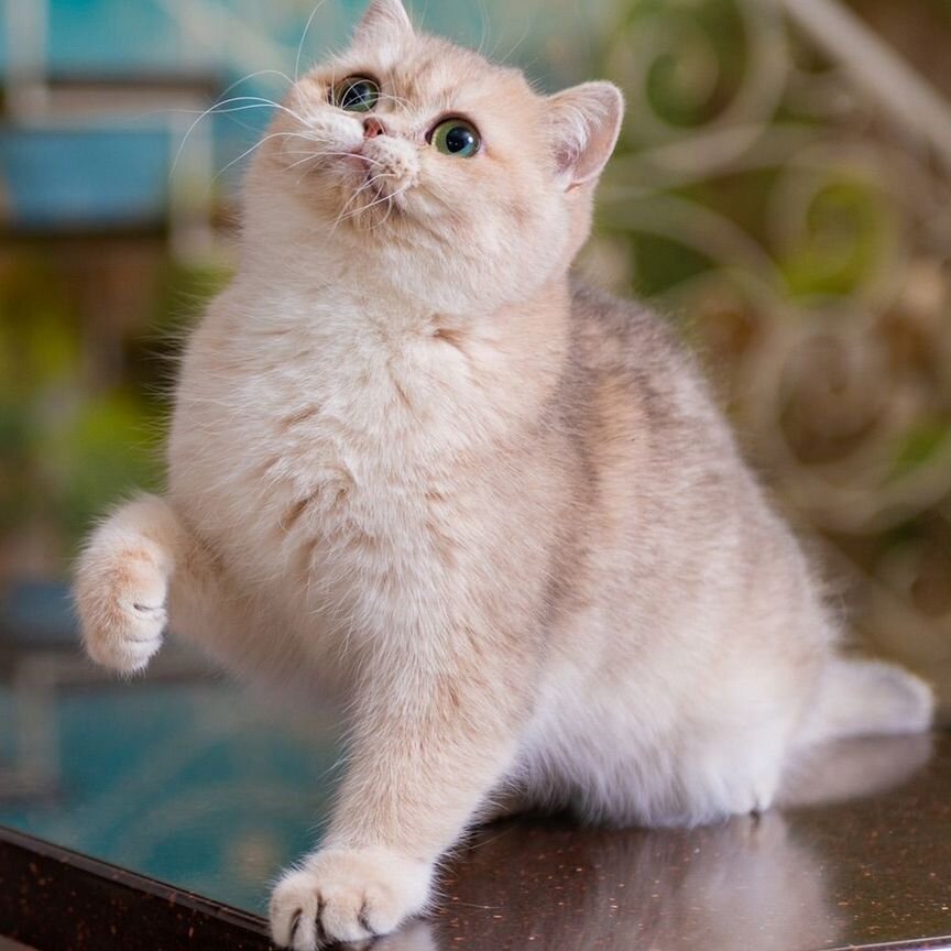 Британская короткошёрстная, взрослая кошка