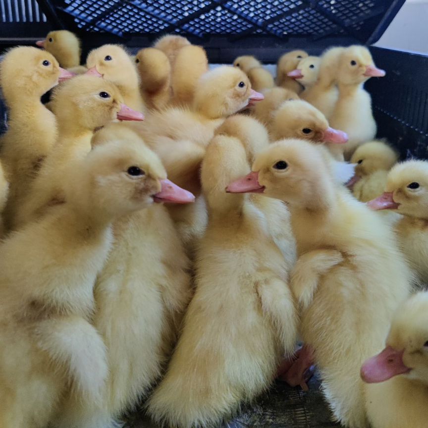 Утёнок Агидель суточный