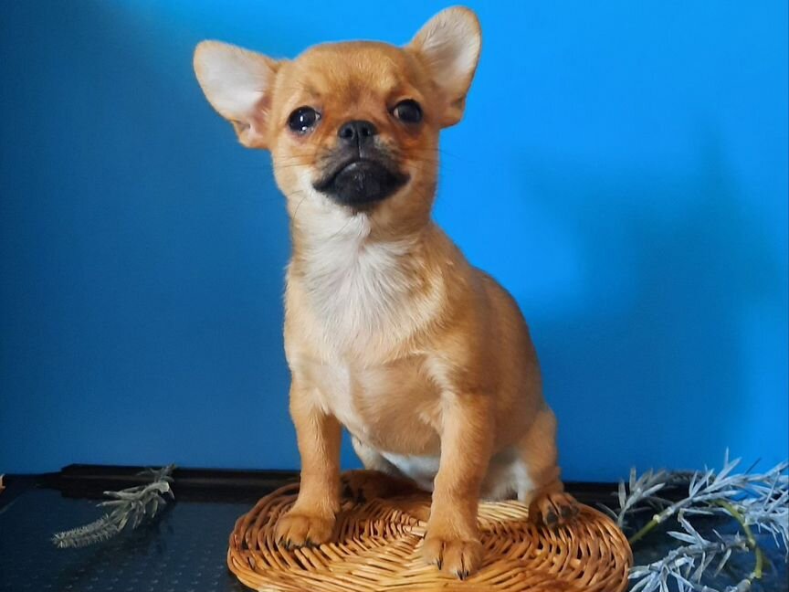 Чихуахуа