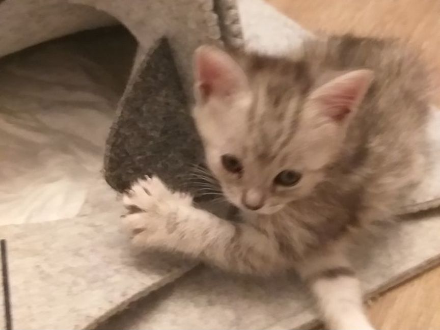 Продам кошечку 1 месяц