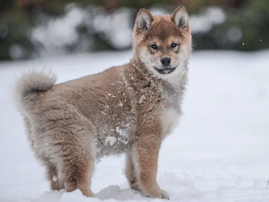 Продам щенка сиба окраса сезам
