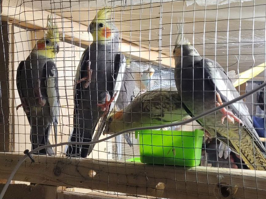 Попугай корелла