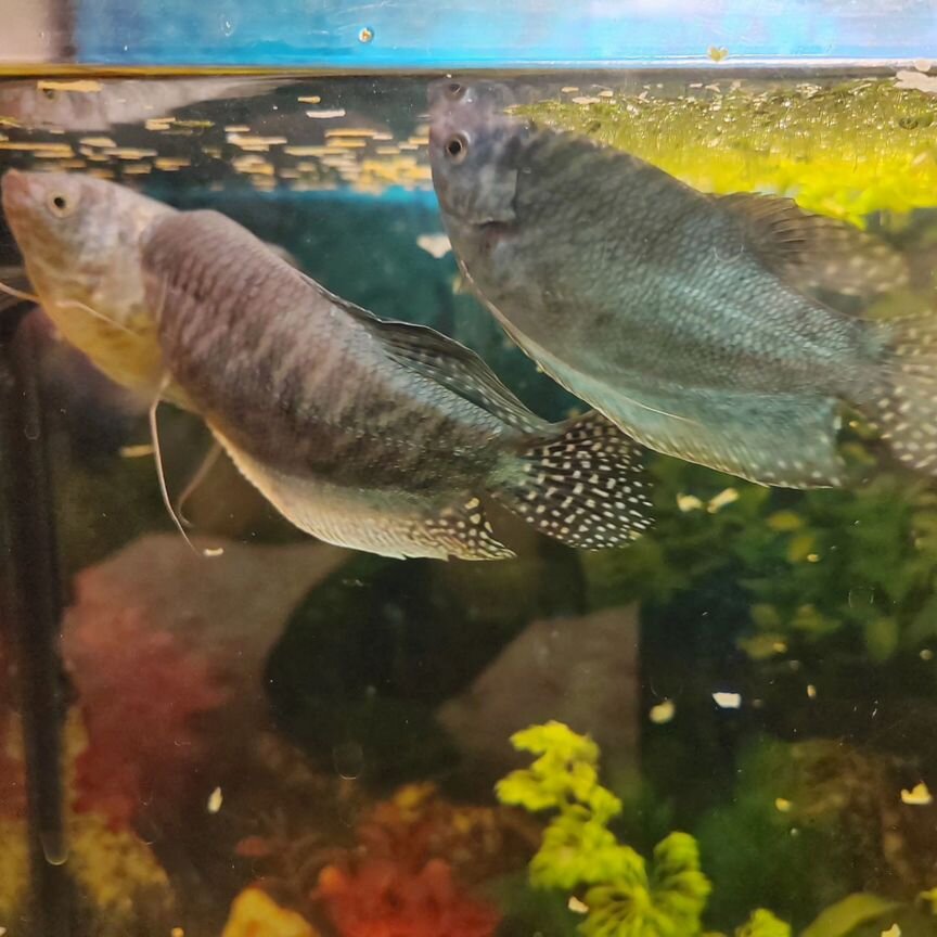 Гурами взрослые