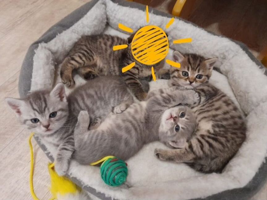 Британские котята плюшечки