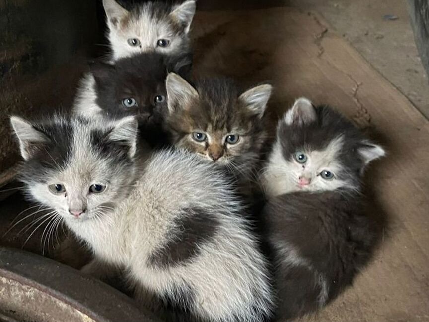 Котята в добрые руки бесплатно
