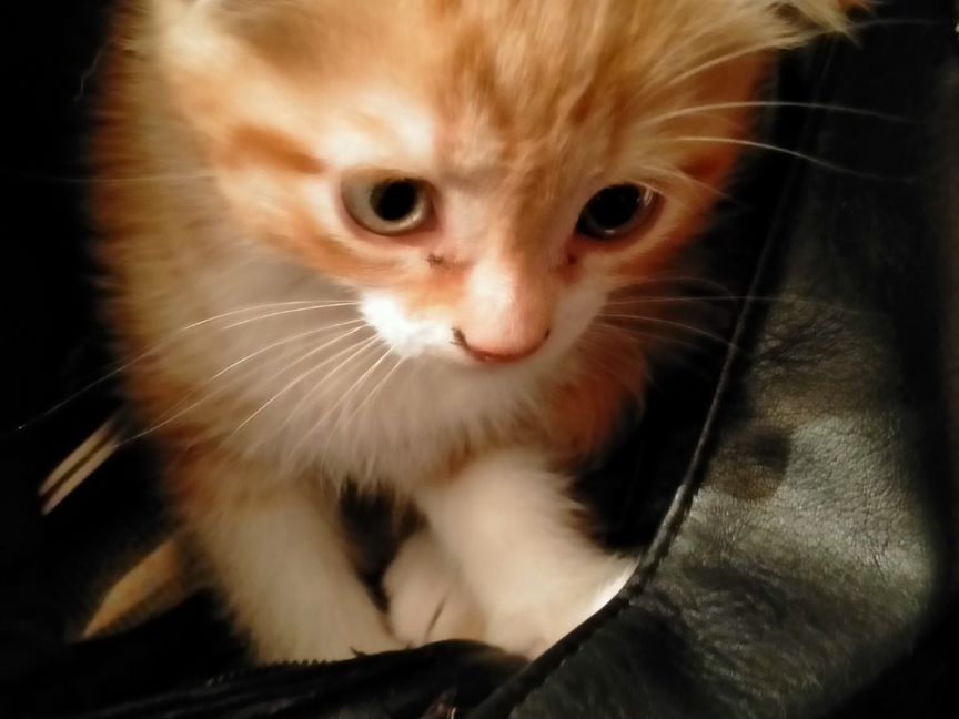 Кошки шотландские