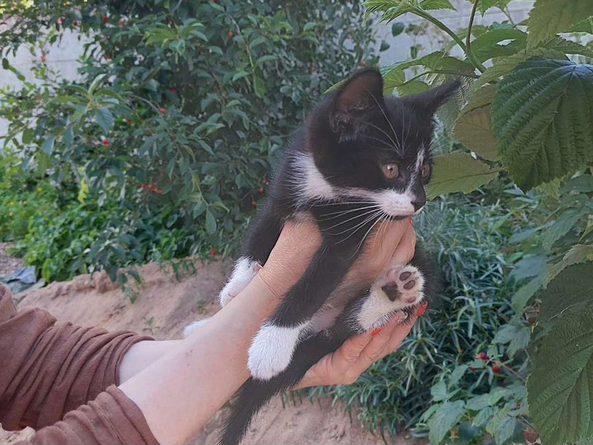 Подкинули котят