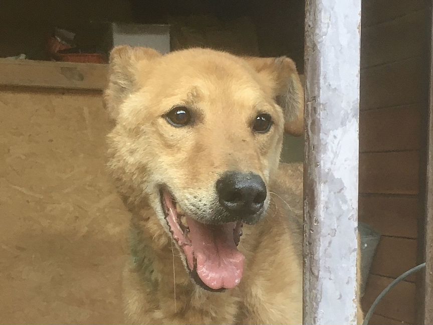Помочь веселому чинуку Рексику