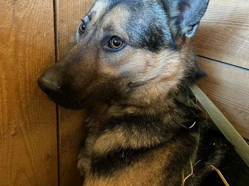 Робкий пес Сникерс в поисках дома