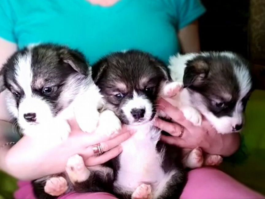 Корги 1,5 месяца