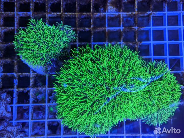 Кораллы, морской аквариум купить в Санкт-Петербурге | Животные и ...
