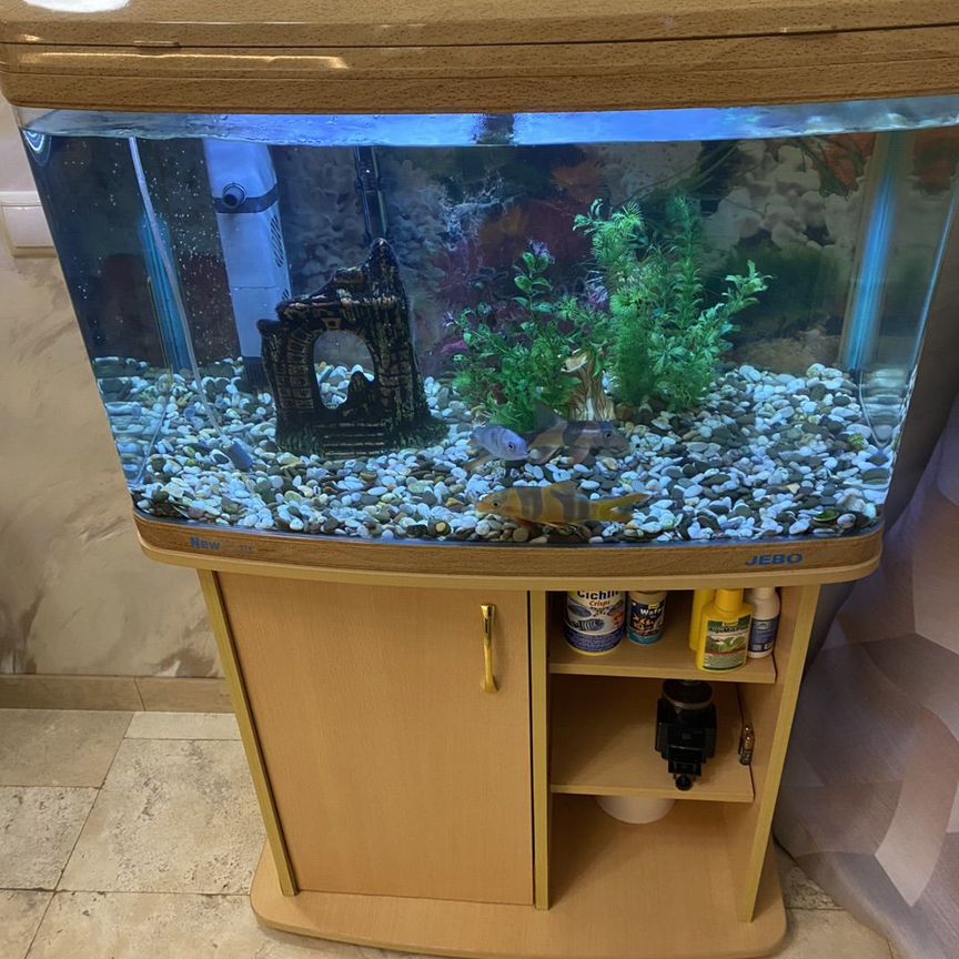 Пресноводные рыбки для аквариума домашнего