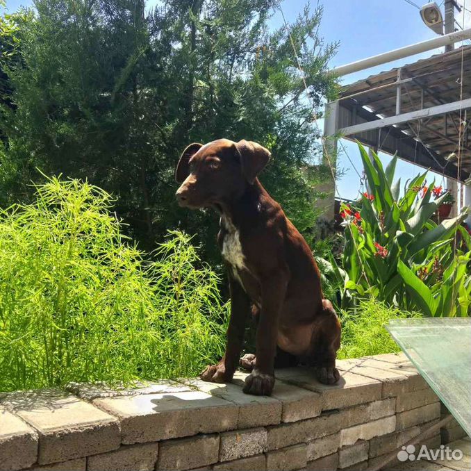 Немецкий курцхаар