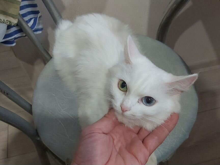 Кошка турецкая ангора