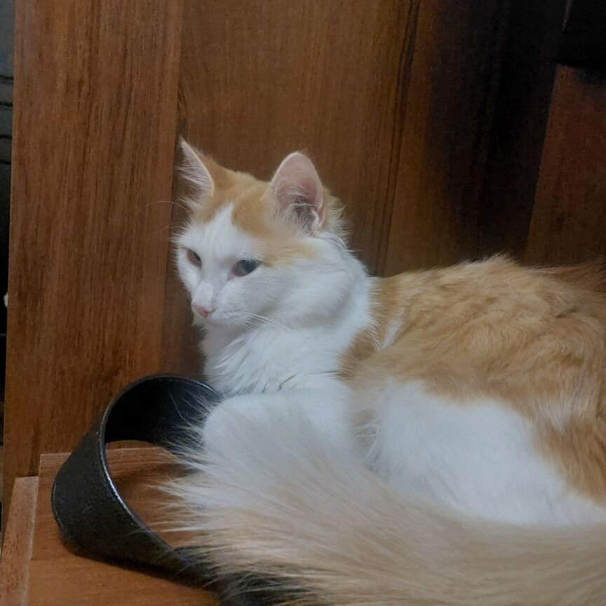 Котик в добрые руки