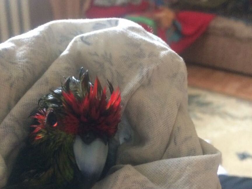 Ручной Попугай,Какарик и волнистый ручной