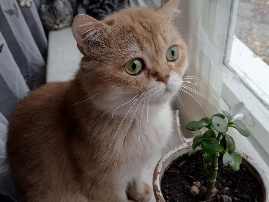 Котик золотая шиншилла