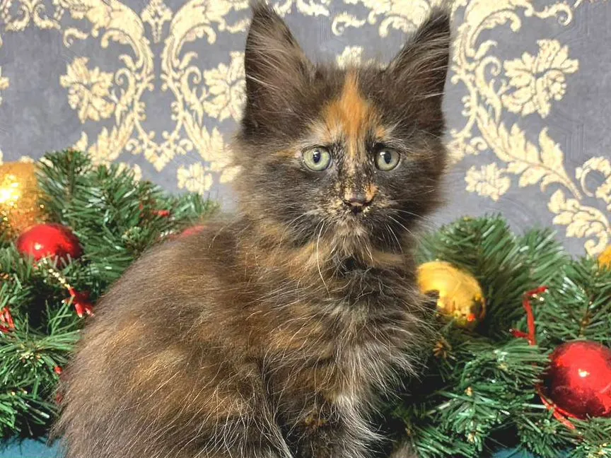 Котята мейкун