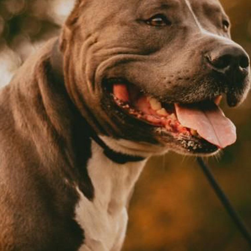 Животные вязка