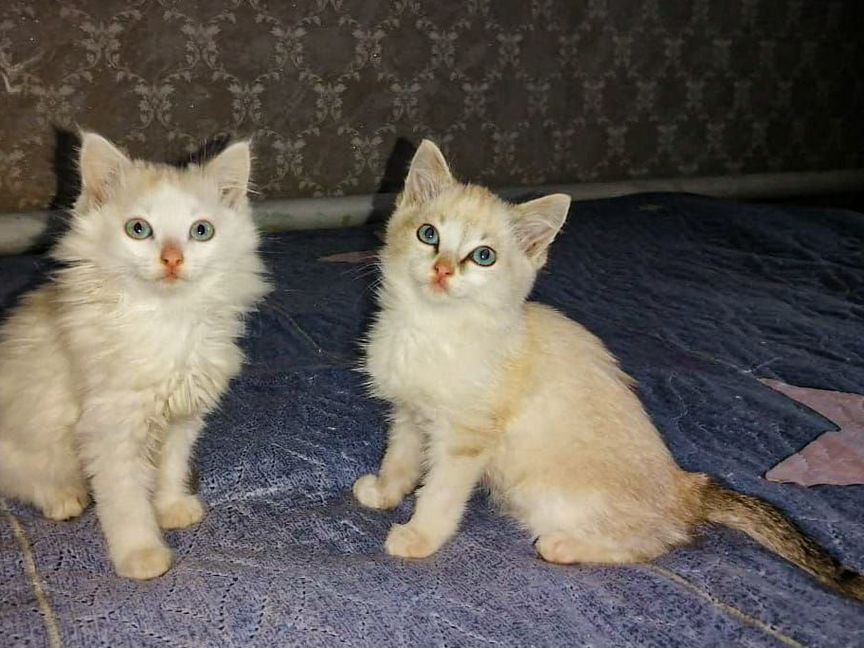 Кошки в добрые руки