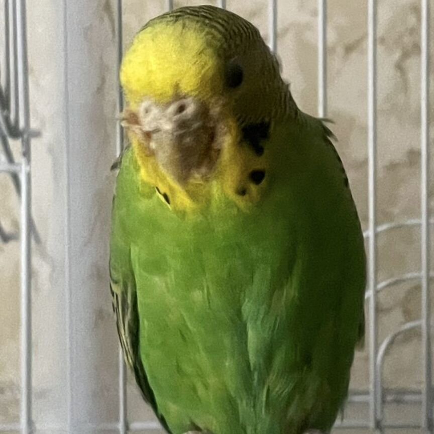 Волнистый попугай