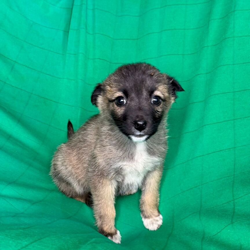 Собака в добрые руки отдам бесплатно