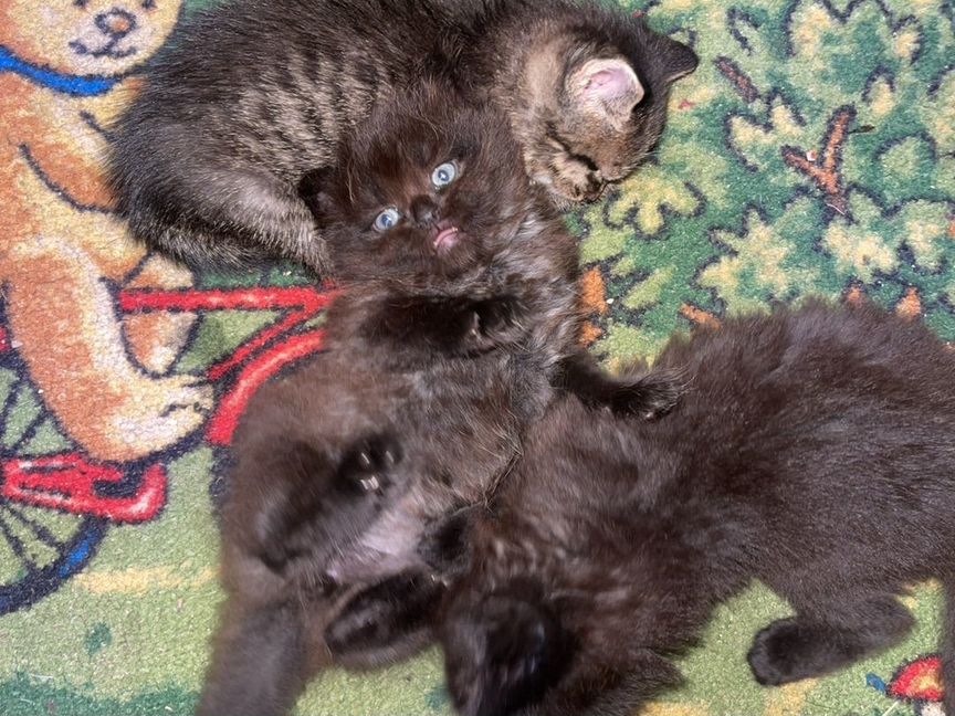 Котята в добрые руки