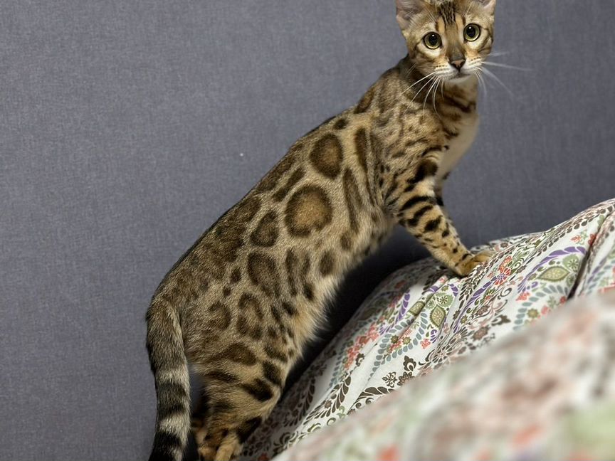 Кошка на вязку