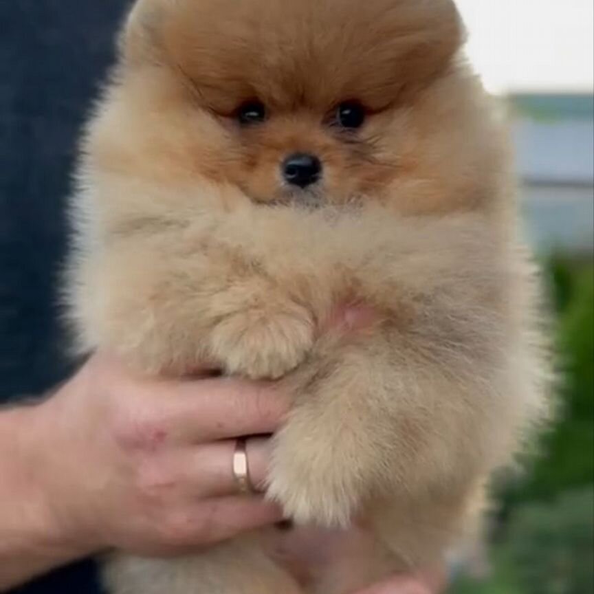 Померанский шпиц медвежьего типа