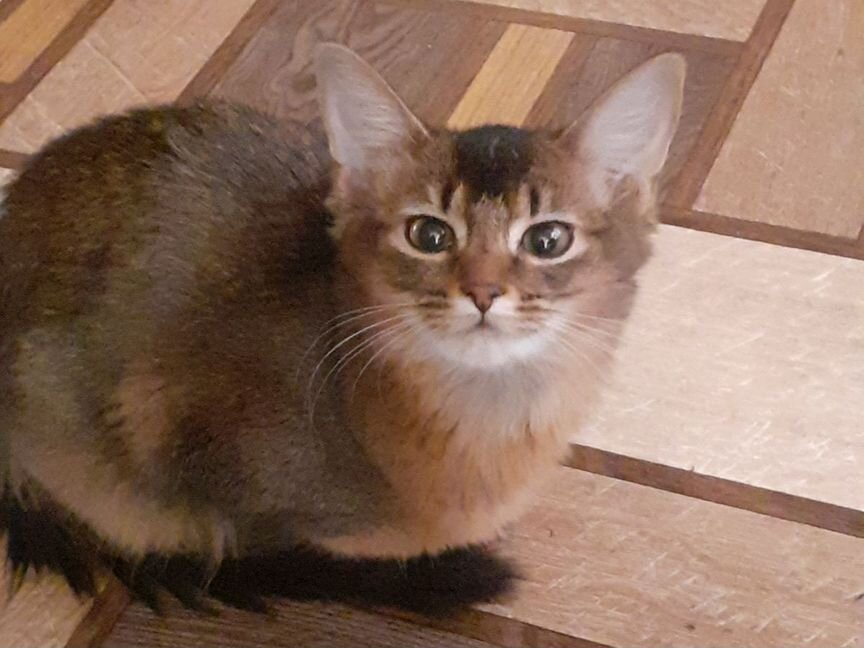 Сомалийская