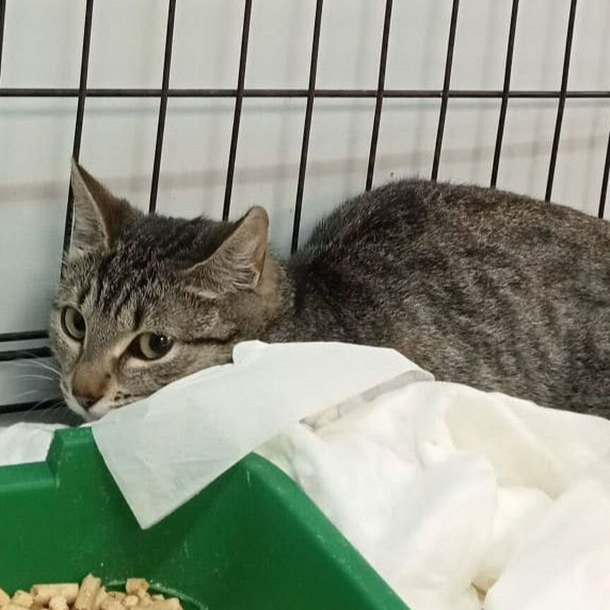 Котенку нужен дом