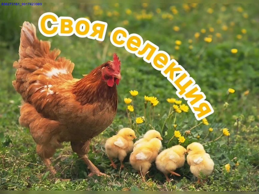 Кypы несyшки (Арт.62966)