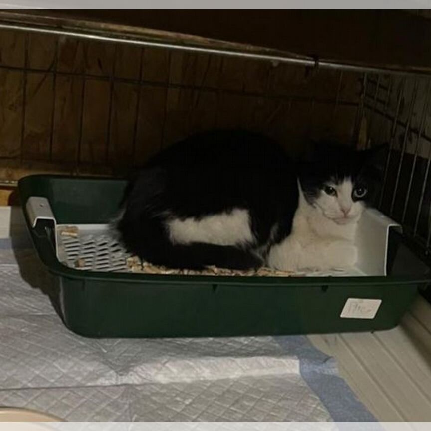 Котёнок, 7 мес. Стерилизация с выпуском на улицу