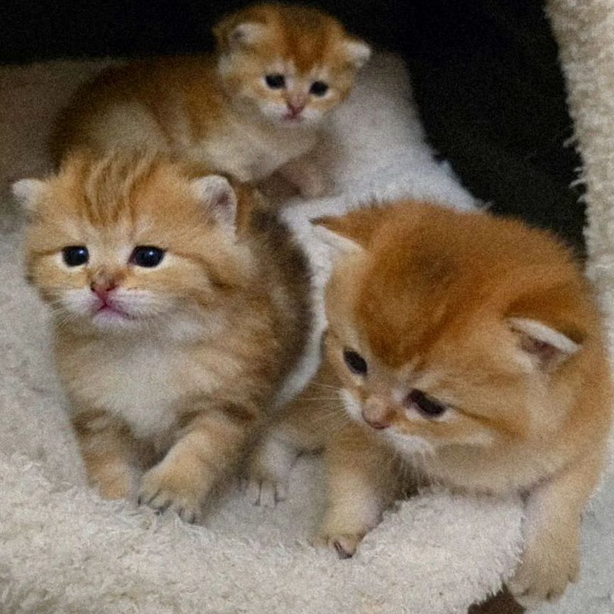 Британский короткошёрстный котёнок