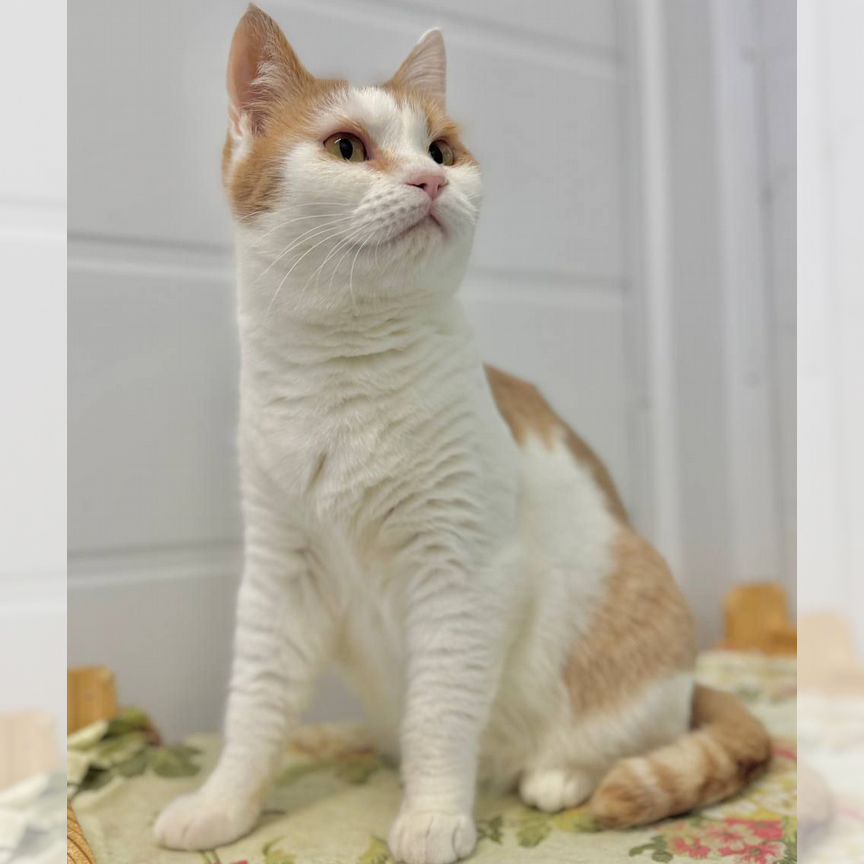 Кошка Лика в дар бесплатно