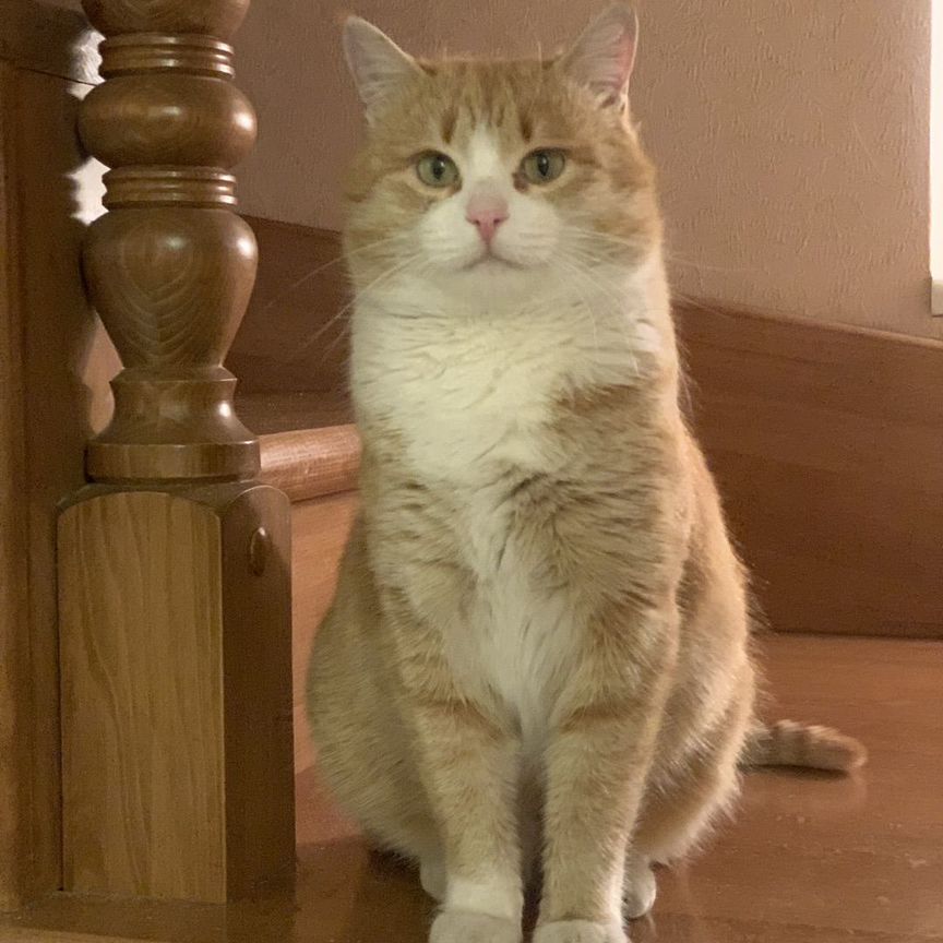 Рыжий Кот