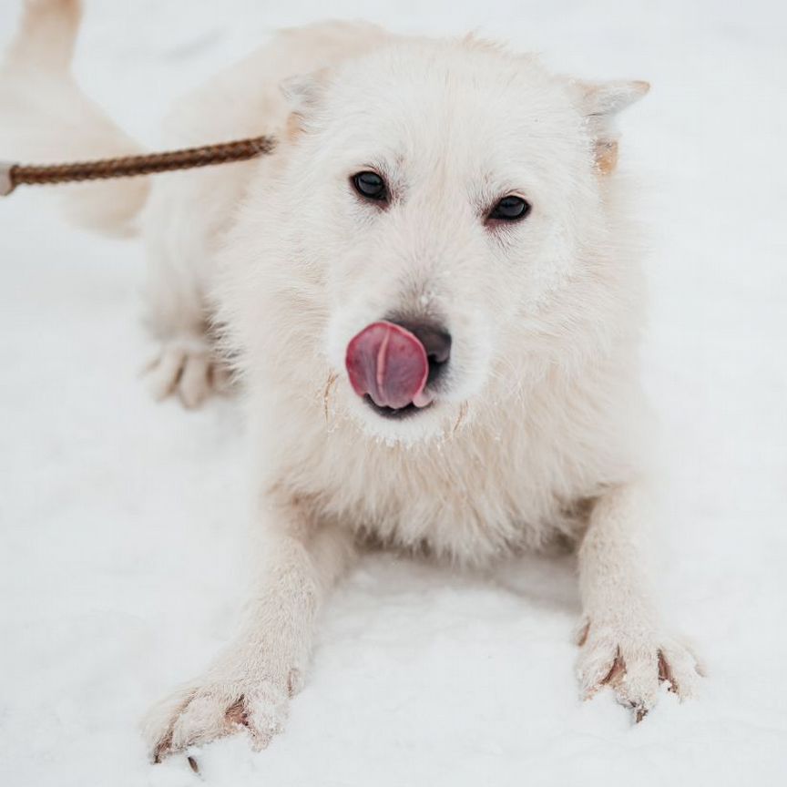 Собака (метис лайки) в добрые руки