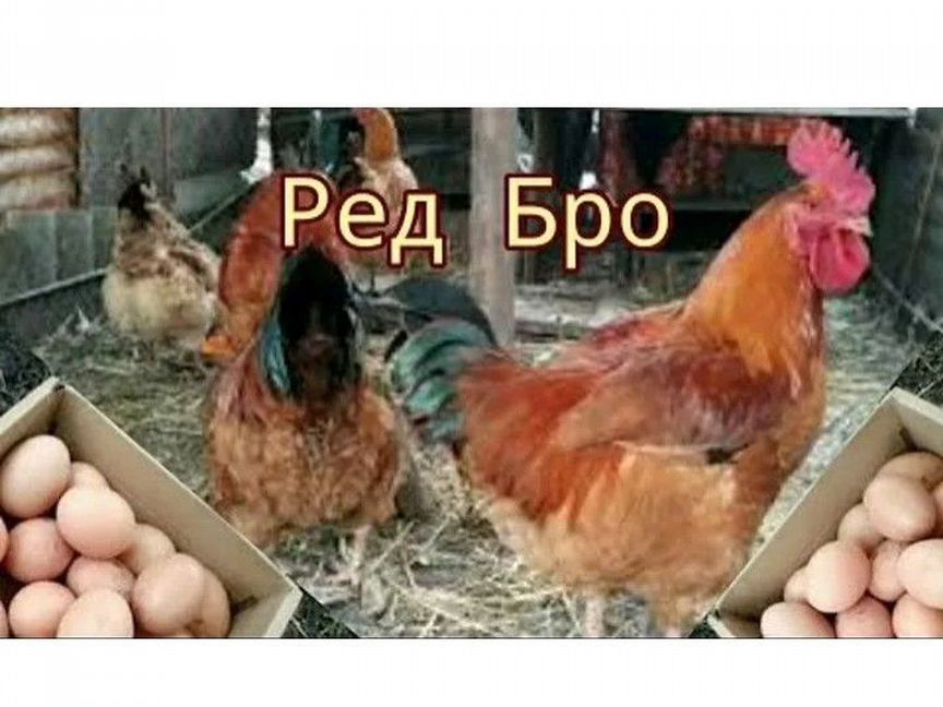 Яйцо ред бро, мастер грей, гриз бар