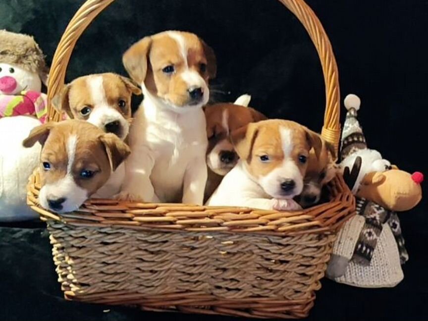 Супер щенки Джек Рассел