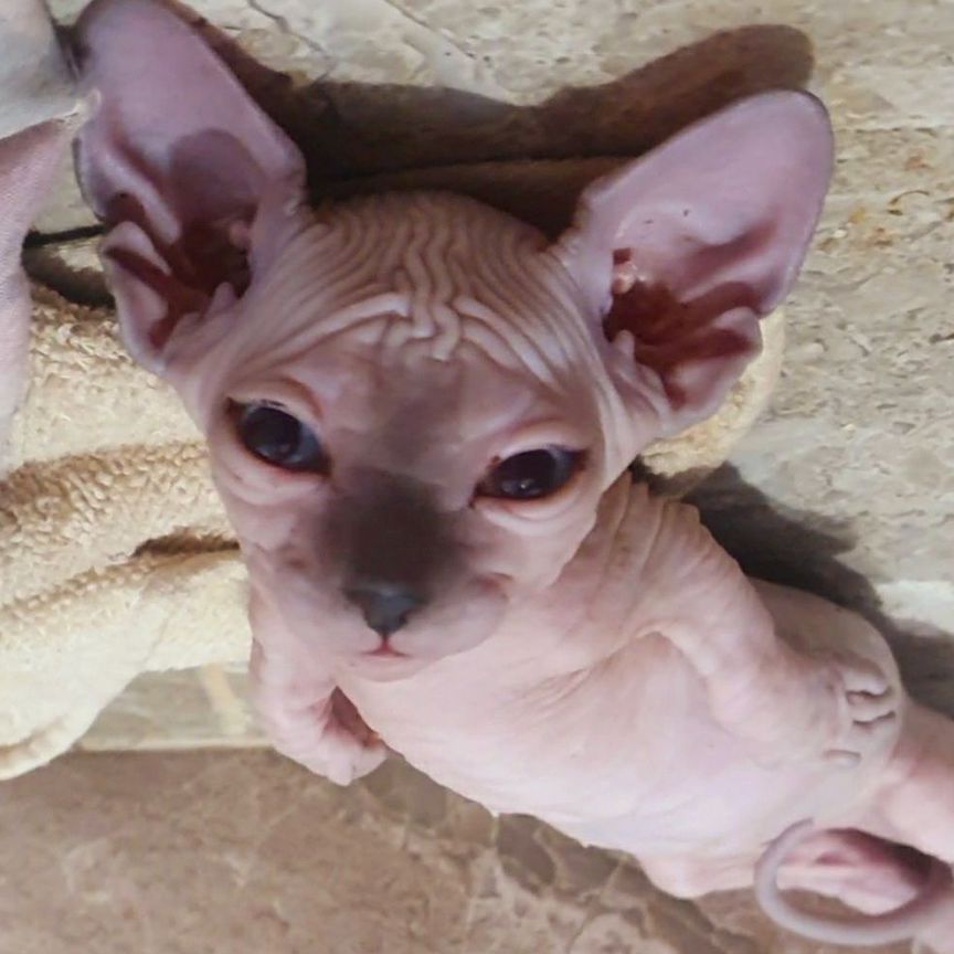 Канадский сфинкс котенок девочка