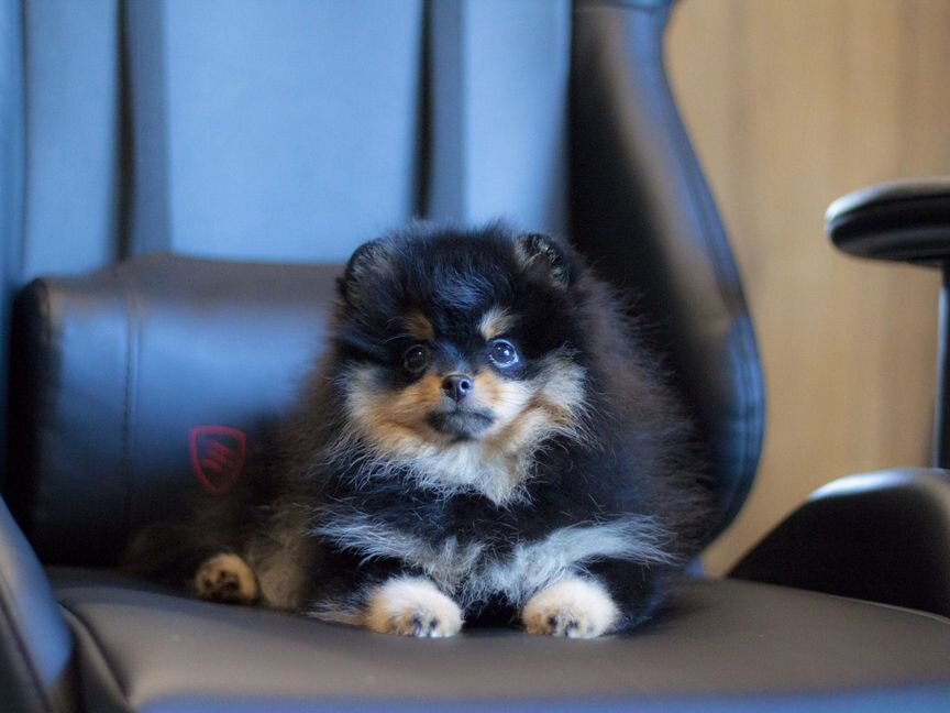 Мини куколка шпиц