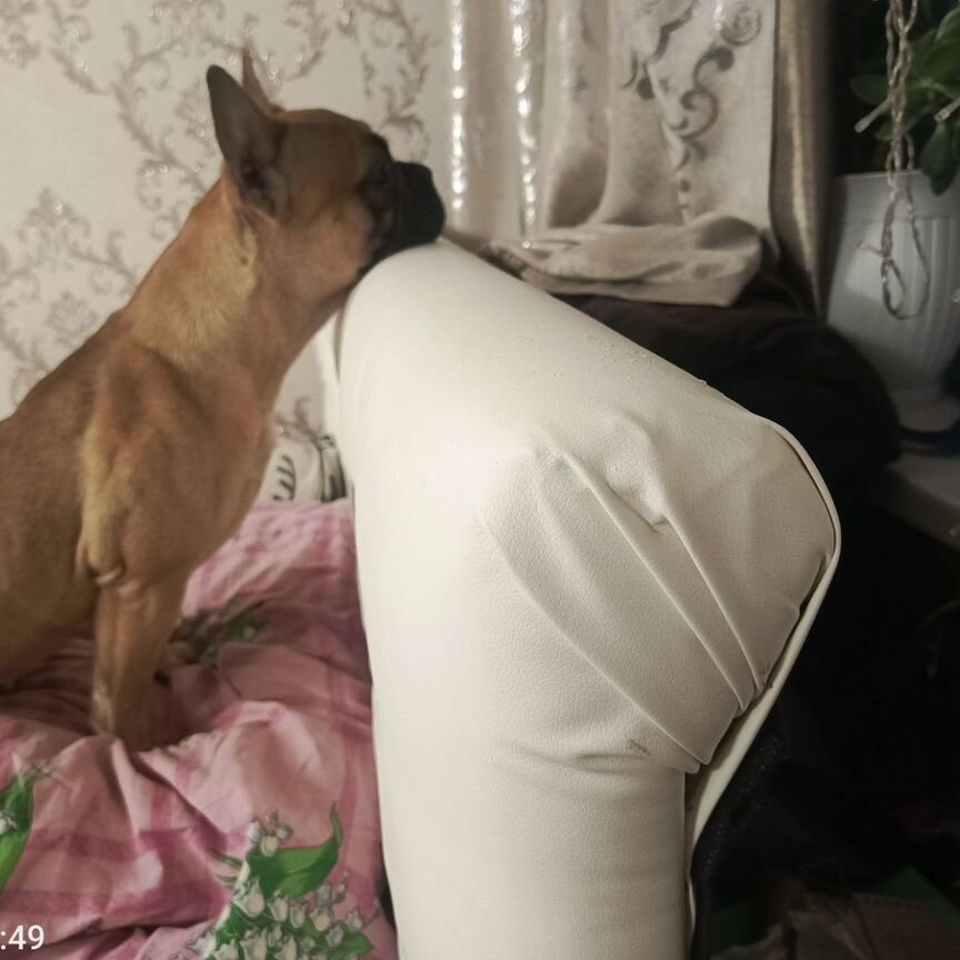 Французский бульдог, взрослая собака