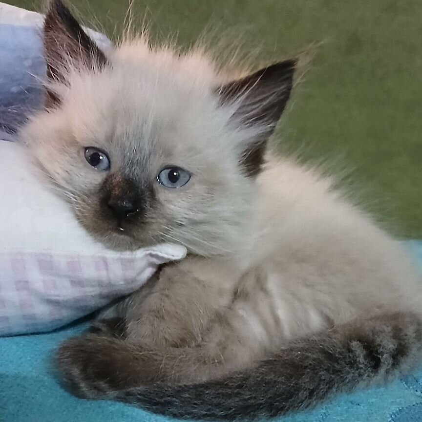 Котята.Невские Маскарадные чистокровные