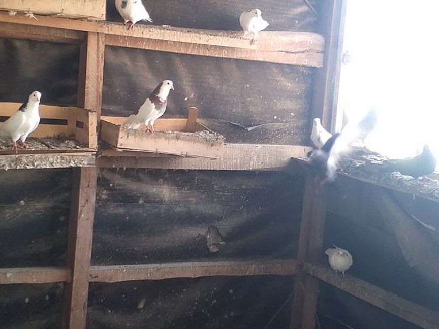 Голуби гривун полтавский крымак оптом