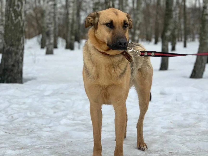 Собака Лео из приюта ищет дом