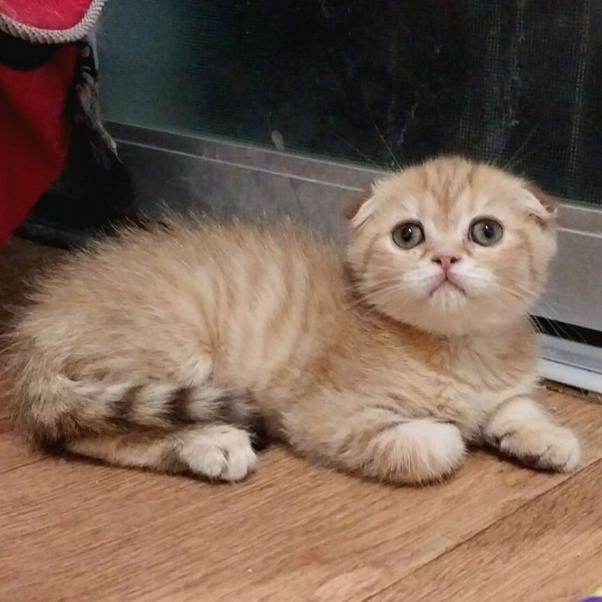 Шотландская кошечка шоколадное золото