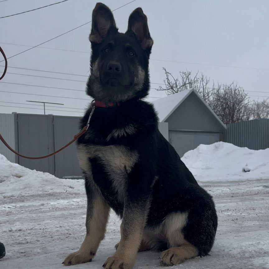 Восточноевропейская овчарка, девочка