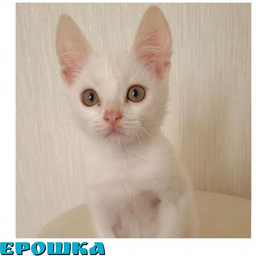Котенок