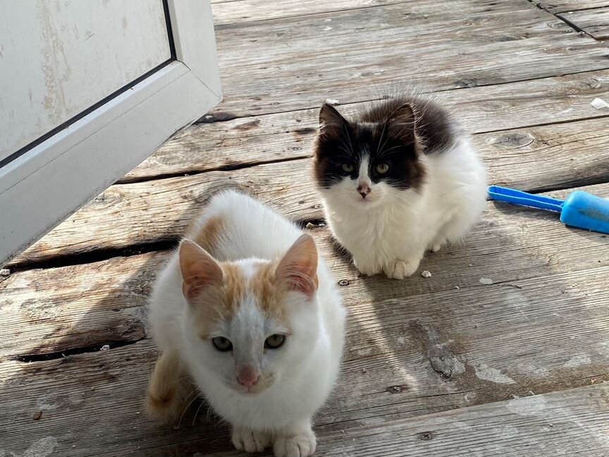 Отдадим 2х котят 2,5-3 месяца от роду