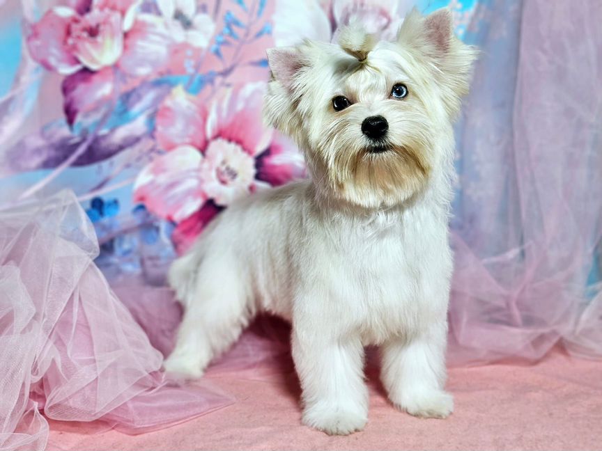 Голдберри эксклюзивная йорочка